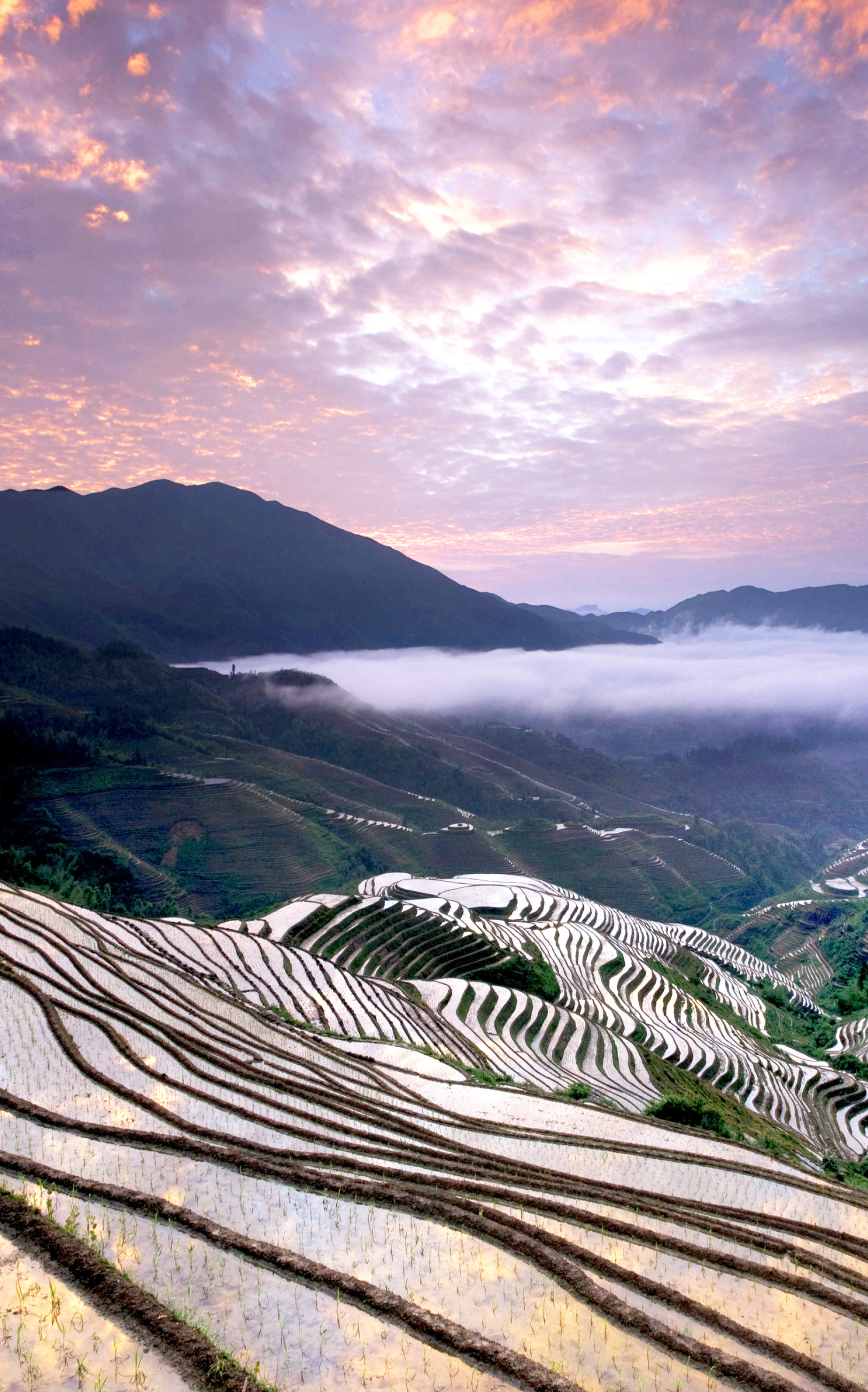 1848x2960 Rice Terrace 4k 1848x2960 Resolution Wallpaper, HD City 4K ...