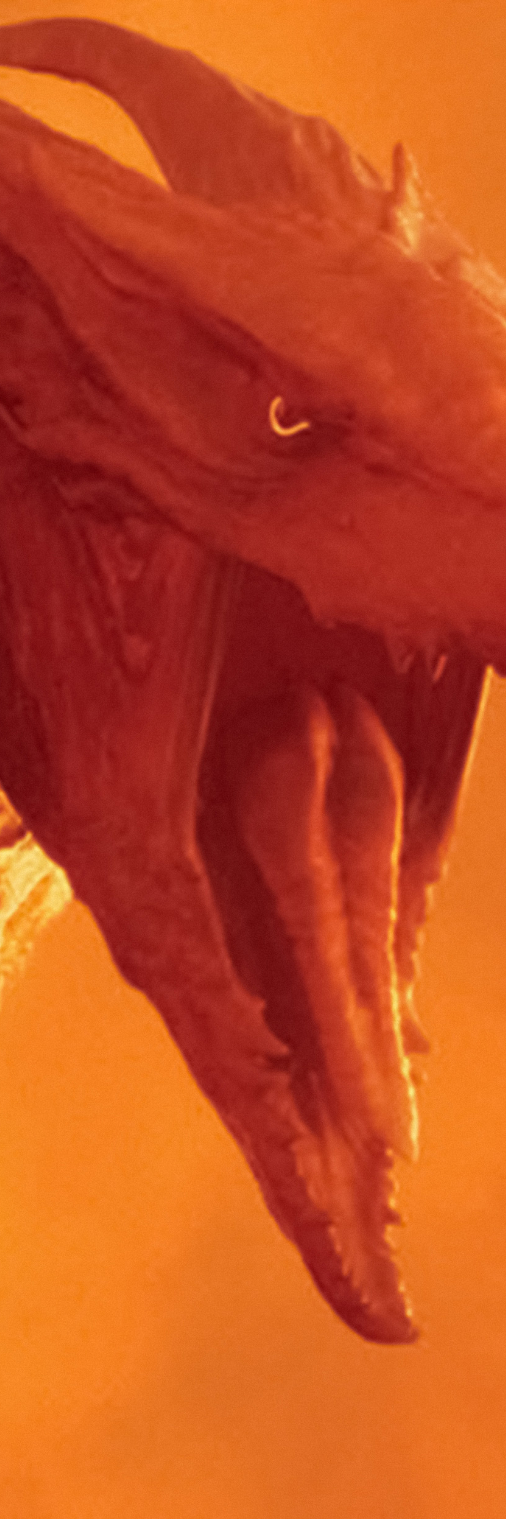 1000x3000 Rodan In Godzilla King of the Monsters 4k 8k 1000x3000 ...