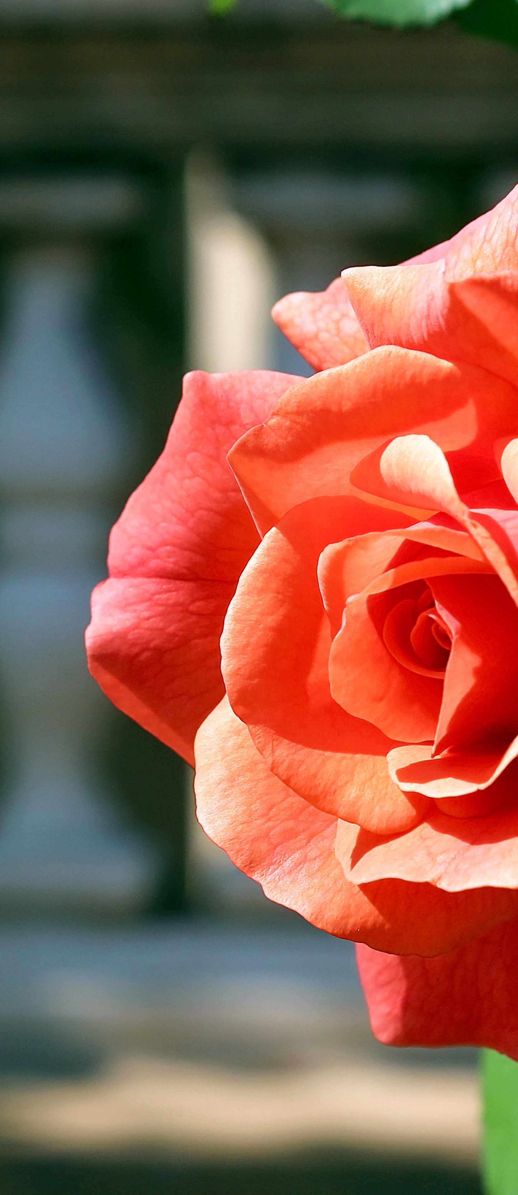 1664x3840 Resolution rose, bud, branch 1664x3840 Resolution Wallpaper ...
