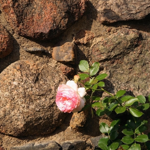 512x512 Resolution rose, flower, stones 512x512 Resolution Wallpaper ...