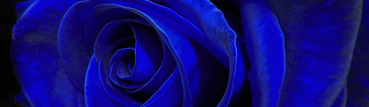 1200x350 Resolution Rose Macro 1200x350 Resolution Wallpaper ...