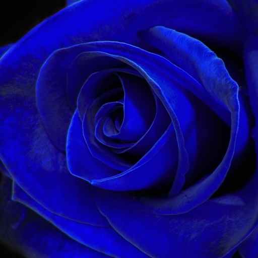 512x512 Rose Macro 512x512 Resolution Wallpaper, HD Flowers 4K ...