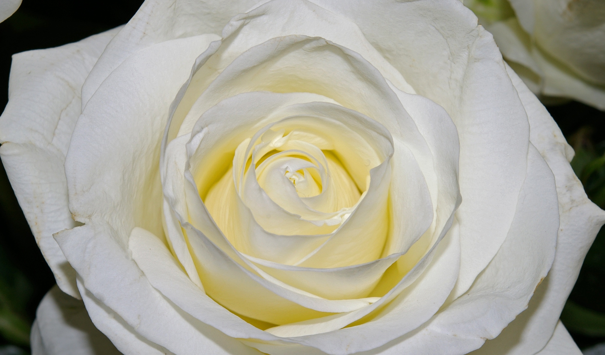 2450x1440 Resolution rose, petals, close-up 2450x1440 Resolution ...