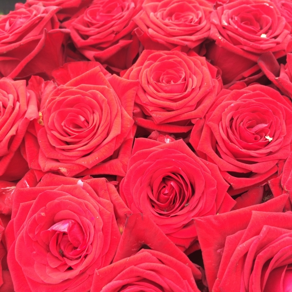 600x600 Resolution roses, flowers, bouquet 600x600 Resolution Wallpaper ...