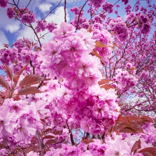 500x500 Resolution sakura, cherry, flowers 500x500 Resolution Wallpaper ...