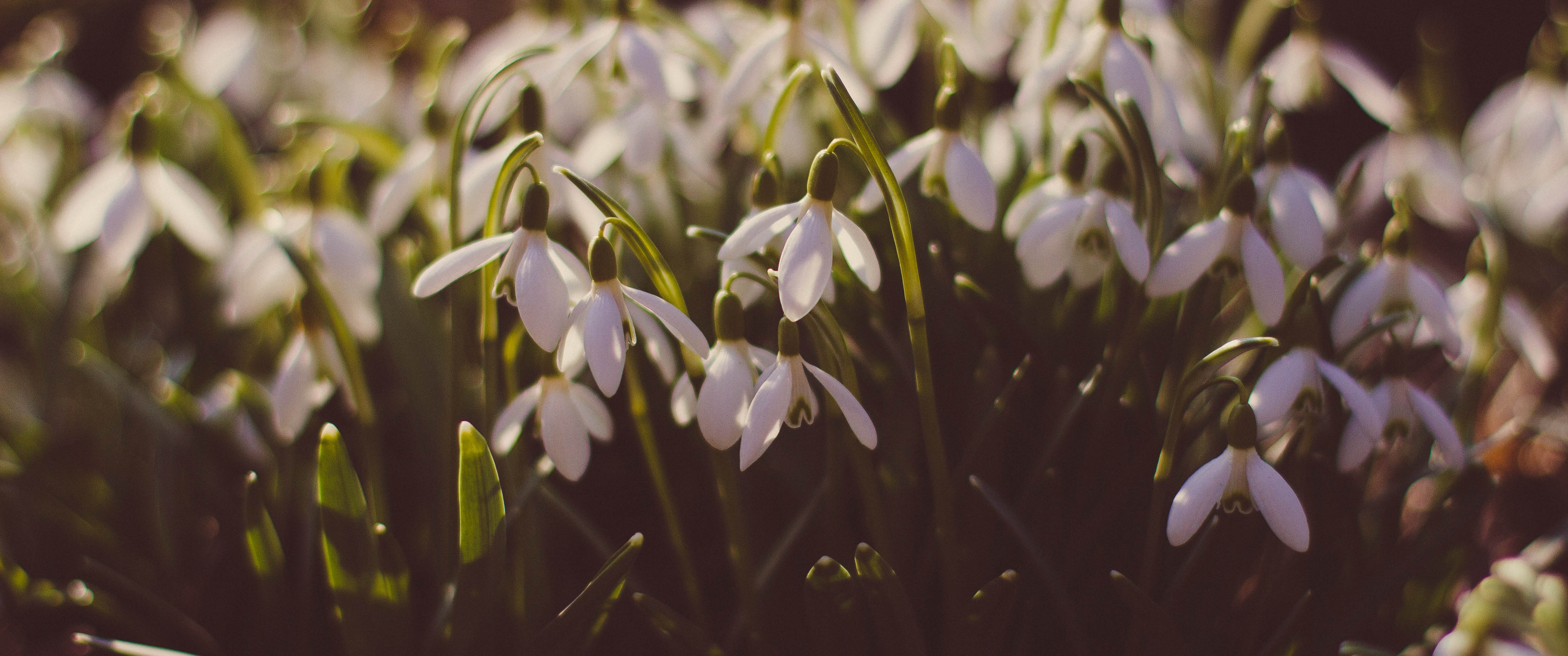 3440x1440 Resolution snowdrops, glade, spring 3440x1440 Resolution ...