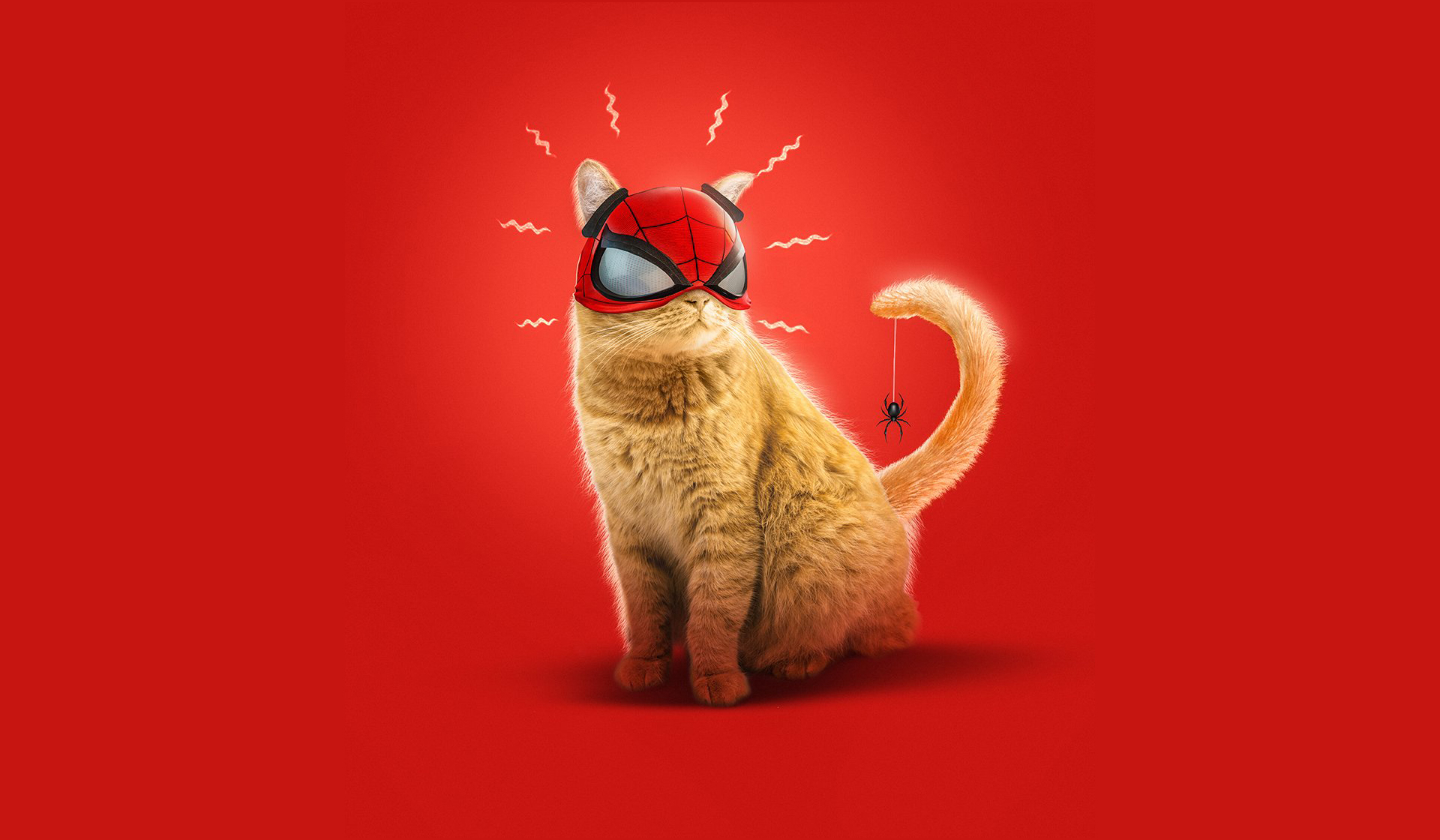 9999x9999 Spider Cat Spider-Man Miles Morales Art 9999x9999 Resolution ...