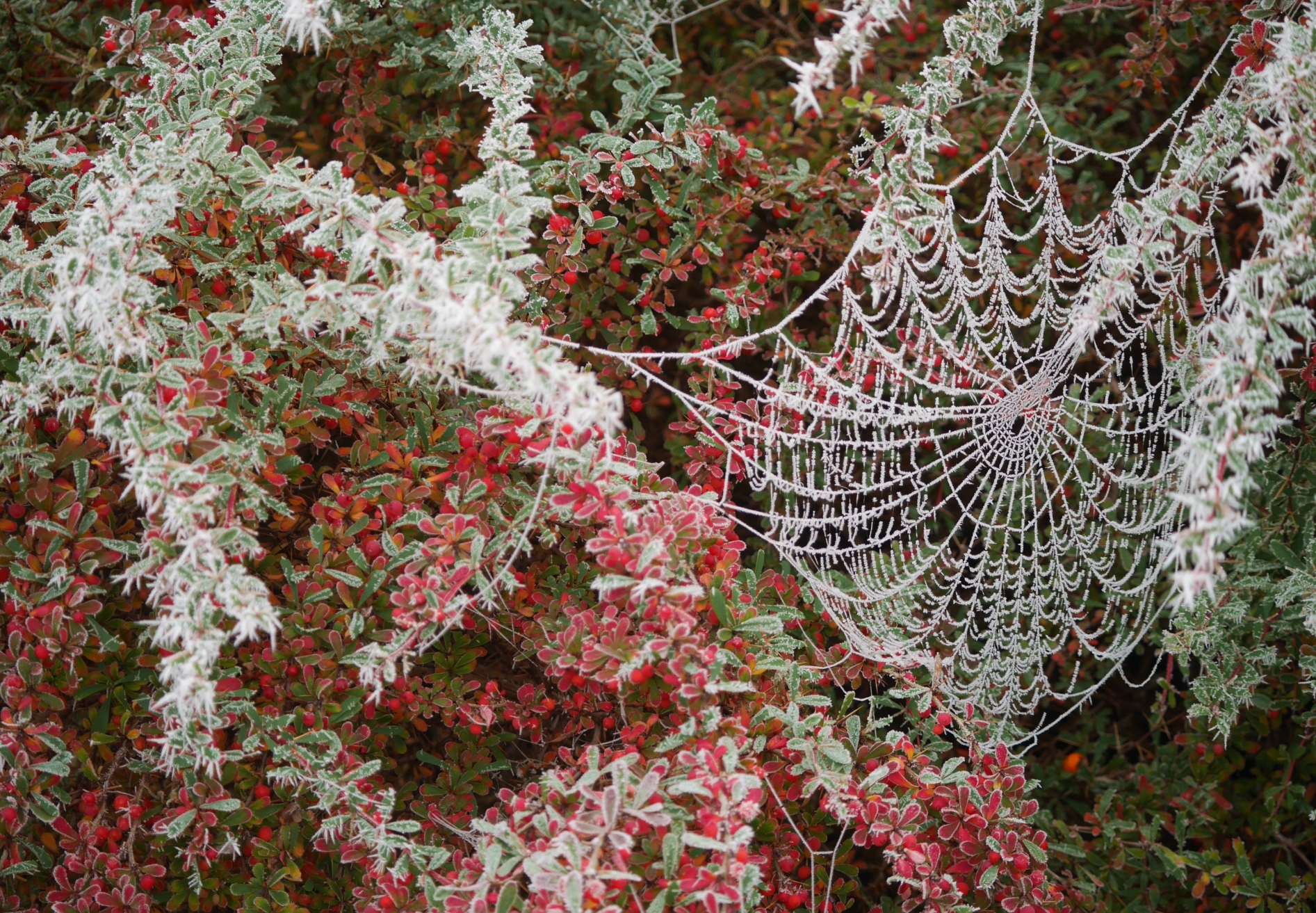 1893x1313 Resolution spider web, tree, branch 1893x1313 Resolution ...