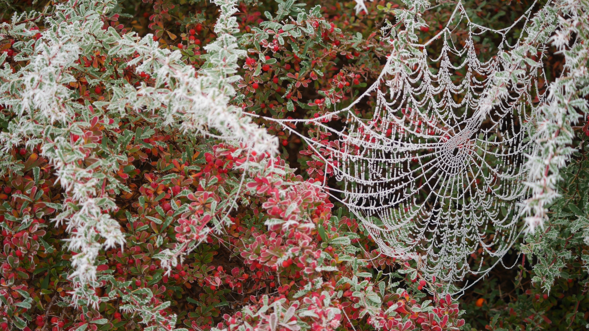 1920x1081 Resolution spider web, tree, branch 1920x1081 Resolution ...