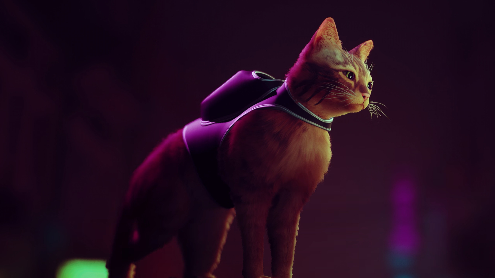 2026x1139 Resolution Stray Game Cat 2026x1139 Resolution Wallpaper ...