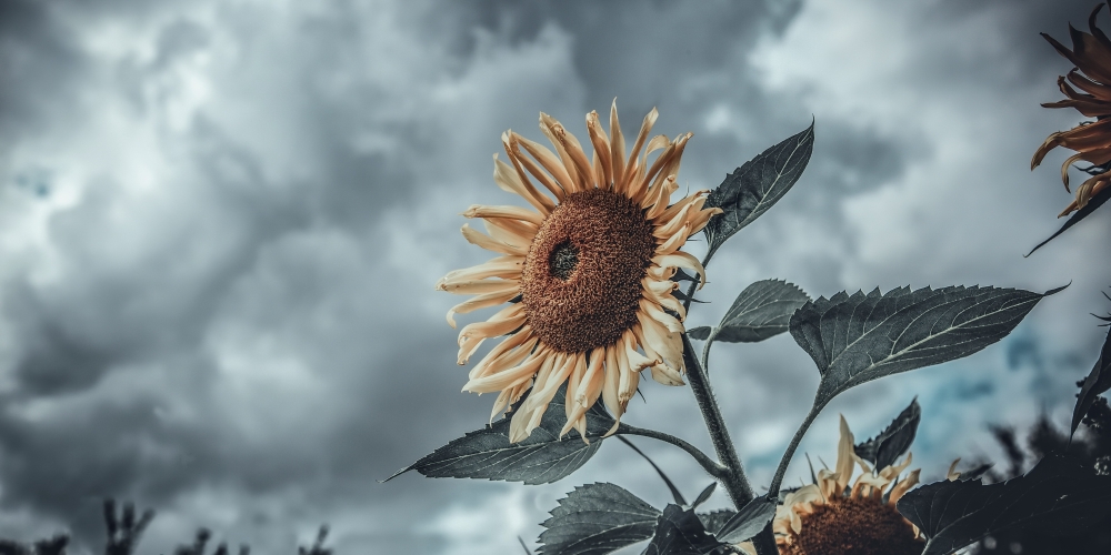 1000x500 Resolution Sunflower Micro 1000x500 Resolution Wallpaper ...