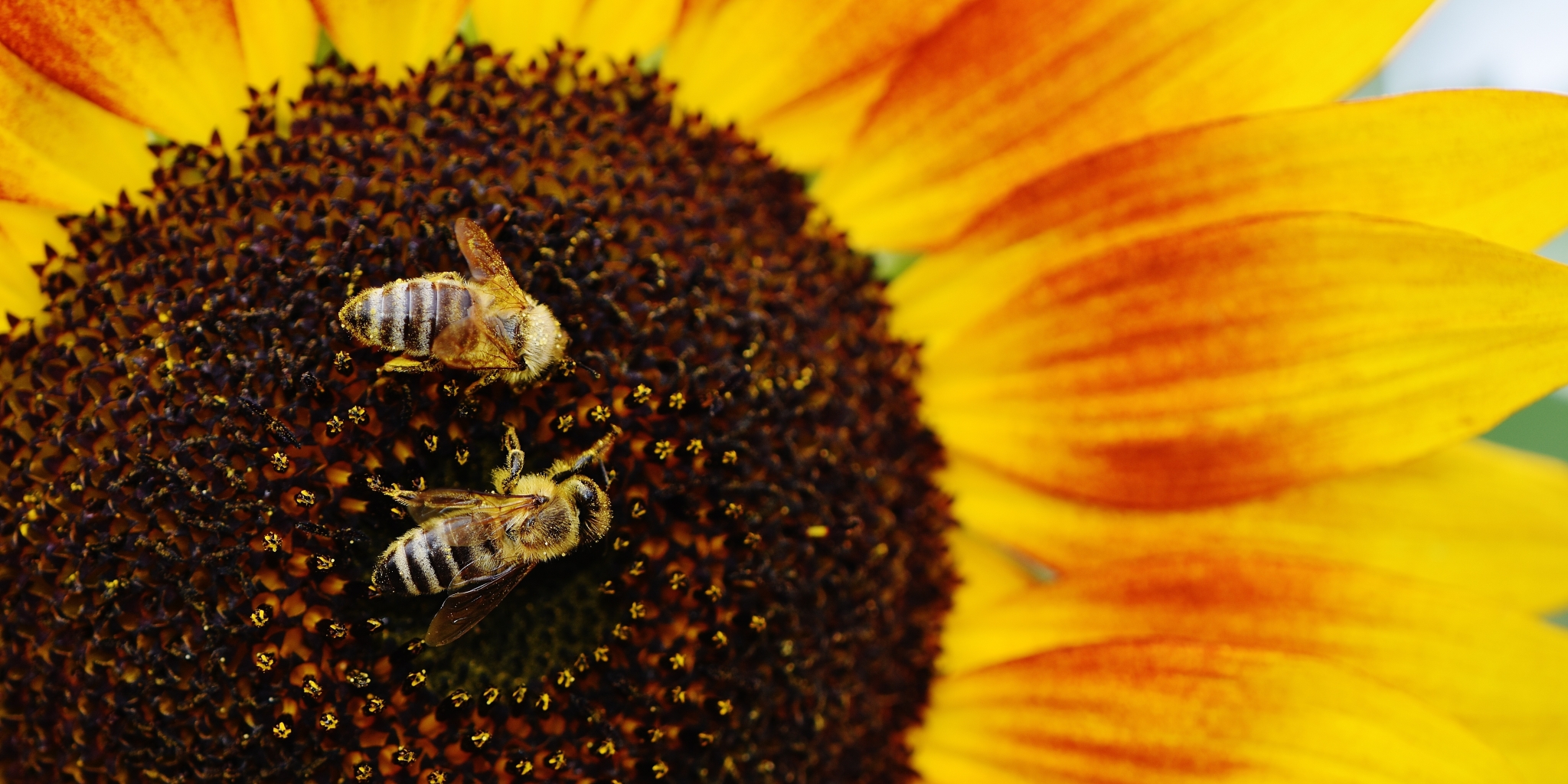 2048x1024 Resolution sunflowers, bees, pollination 2048x1024 Resolution ...