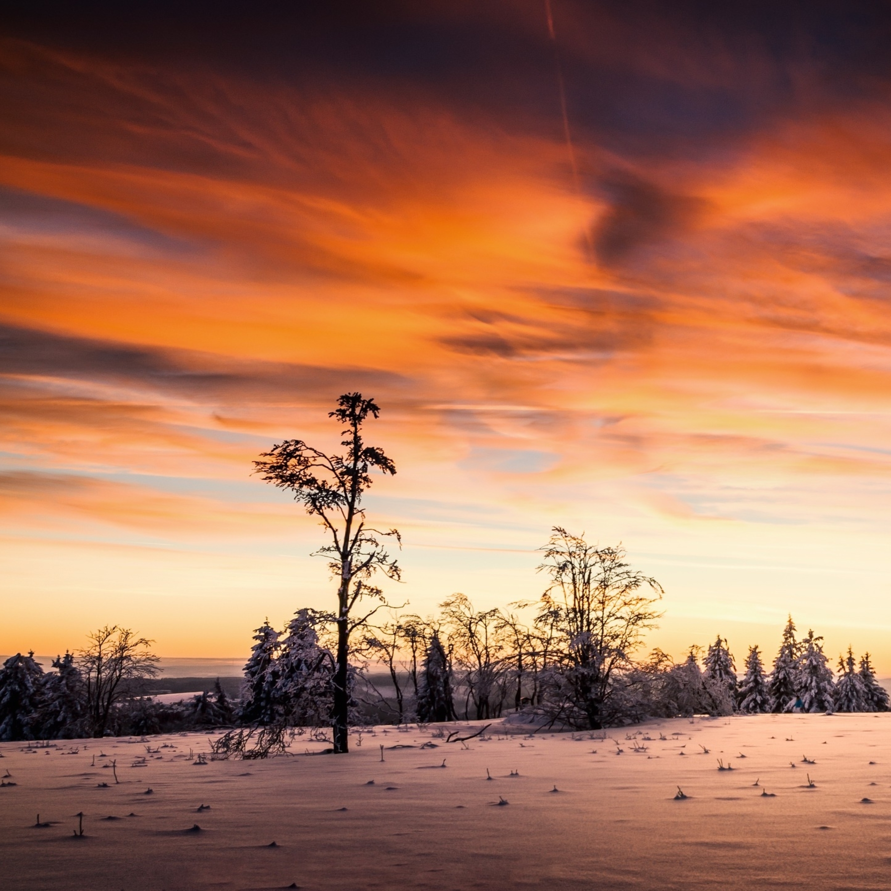 3000x3000 Sunset Winter at Empty Forest 3000x3000 Resolution Wallpaper ...