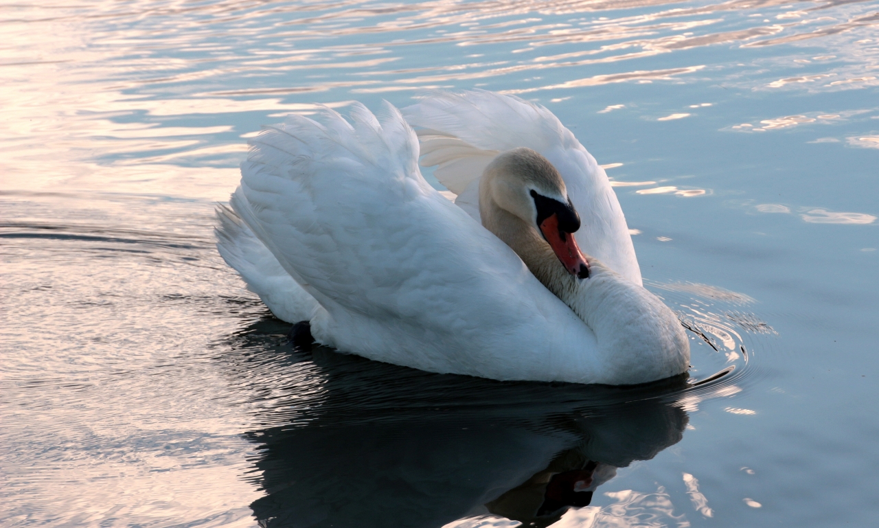 1280x769 Resolution swan, swim, bird 1280x769 Resolution Wallpaper ...