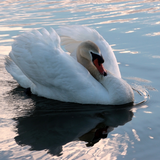 512x512 Resolution swan, swim, bird 512x512 Resolution Wallpaper ...