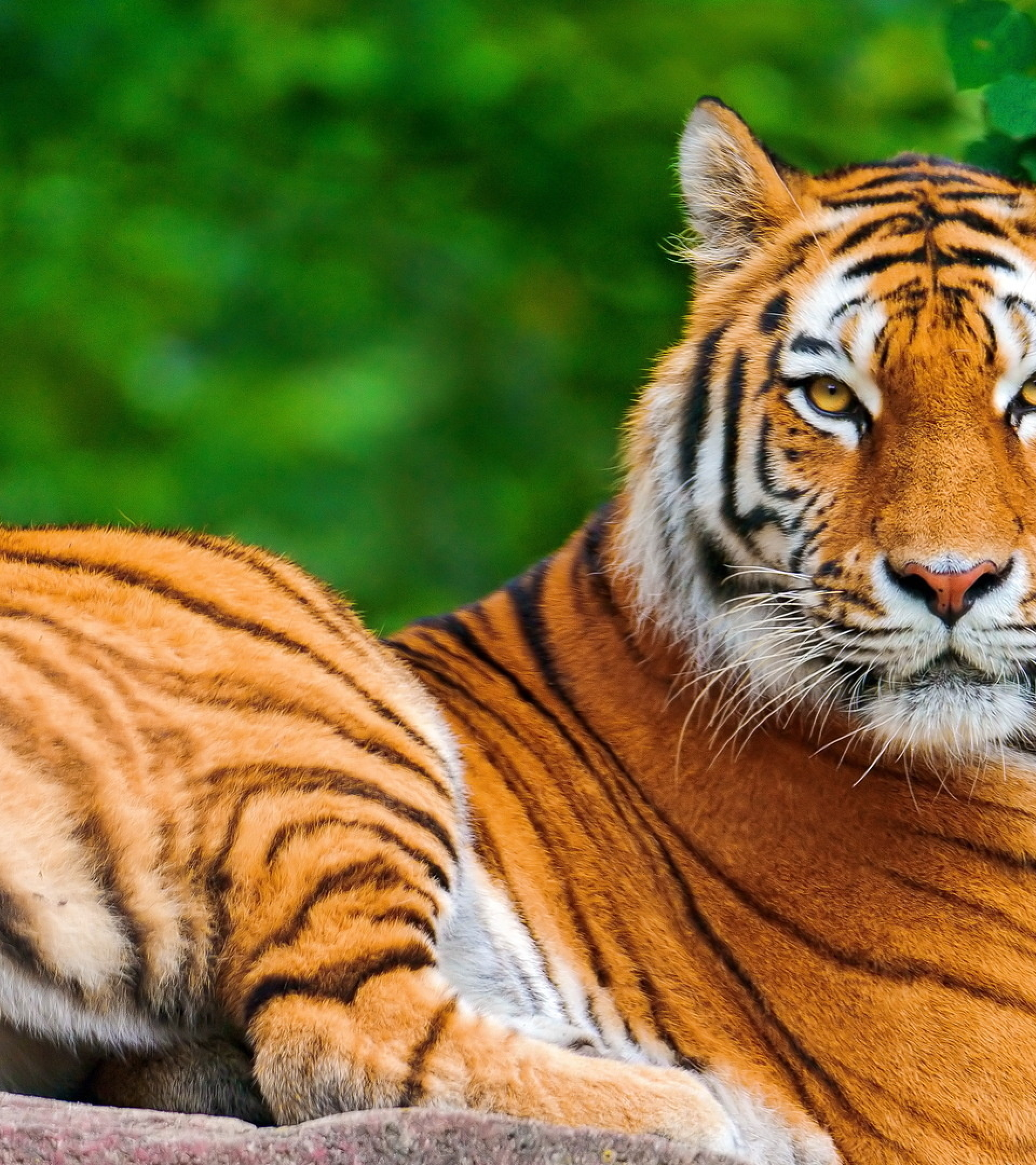 1920x2160 Resolution tiger, big cat, predator 1920x2160 Resolution ...