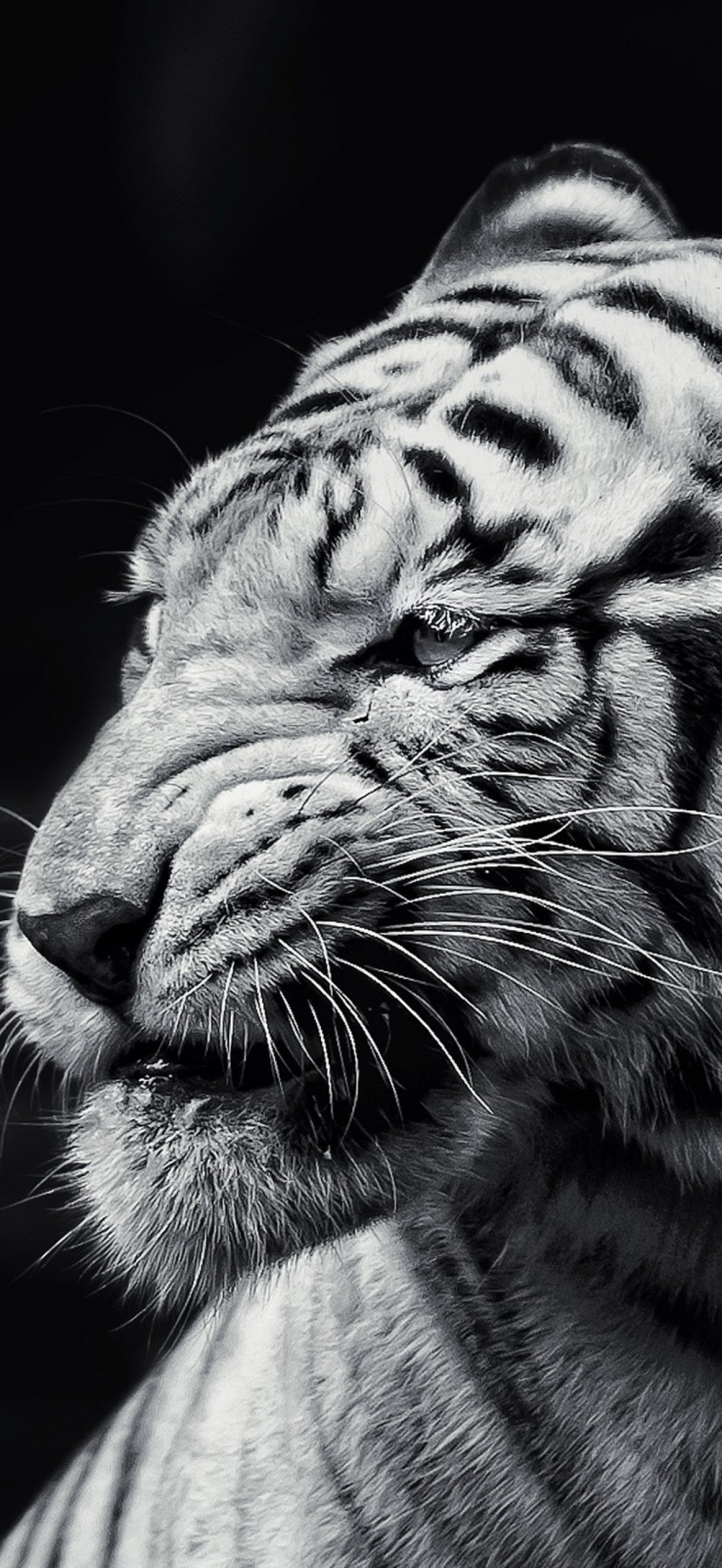 1179x2556 Resolution tiger, face, eyes 1179x2556 Resolution Wallpaper ...