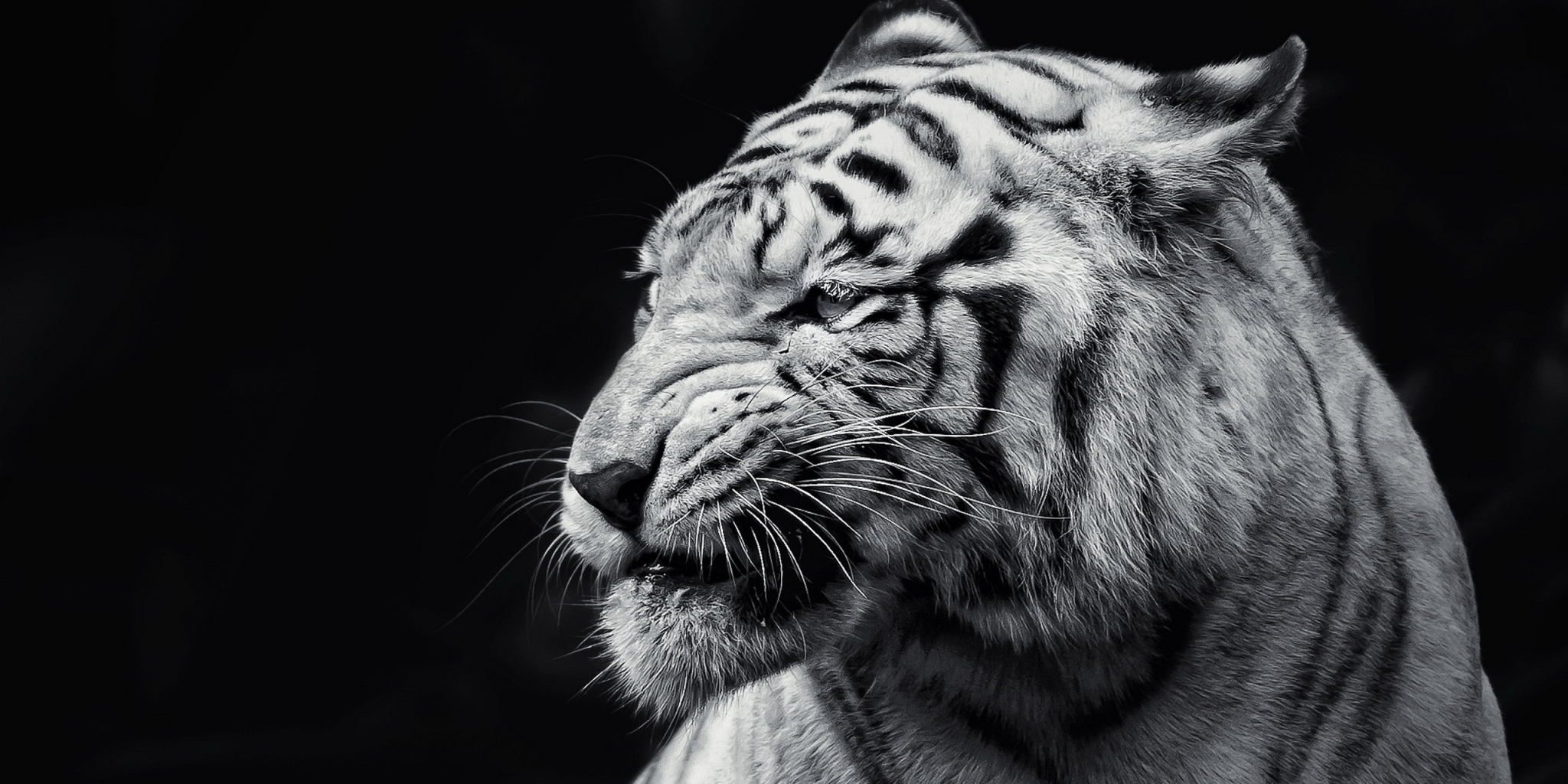 2048x1024 Resolution tiger, face, eyes 2048x1024 Resolution Wallpaper ...