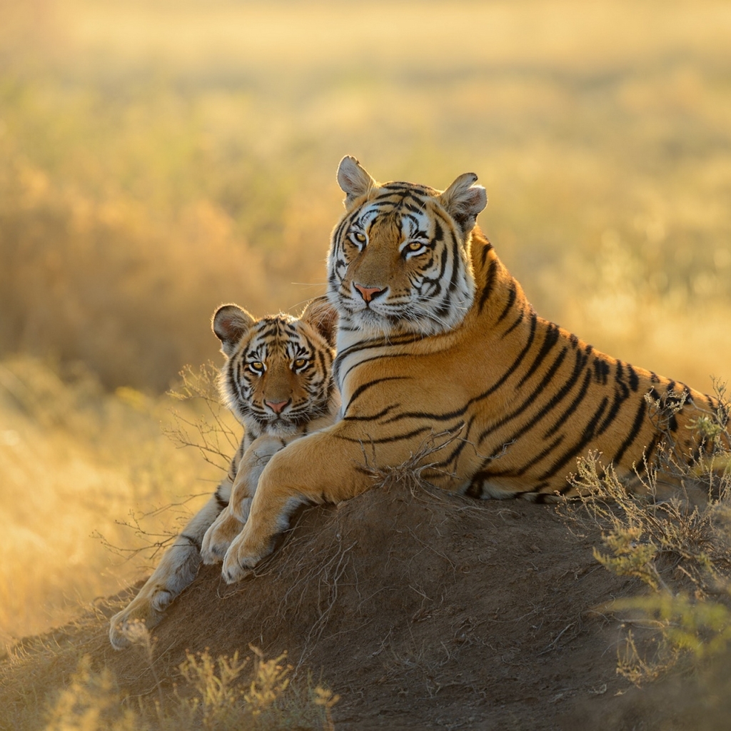 1024x1024 Resolution Tiger HD Cub 1024x1024 Resolution Wallpaper ...