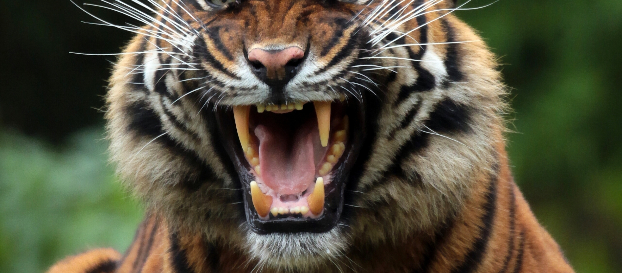 2460x1080 Resolution tiger, wild cat, predator 2460x1080 Resolution ...