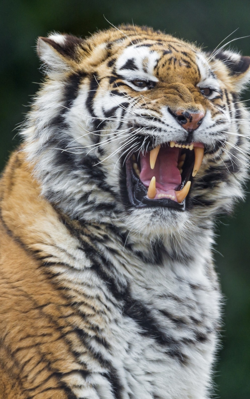 810x1290 Resolution tigers, tiger, teeth 810x1290 Resolution Wallpaper ...