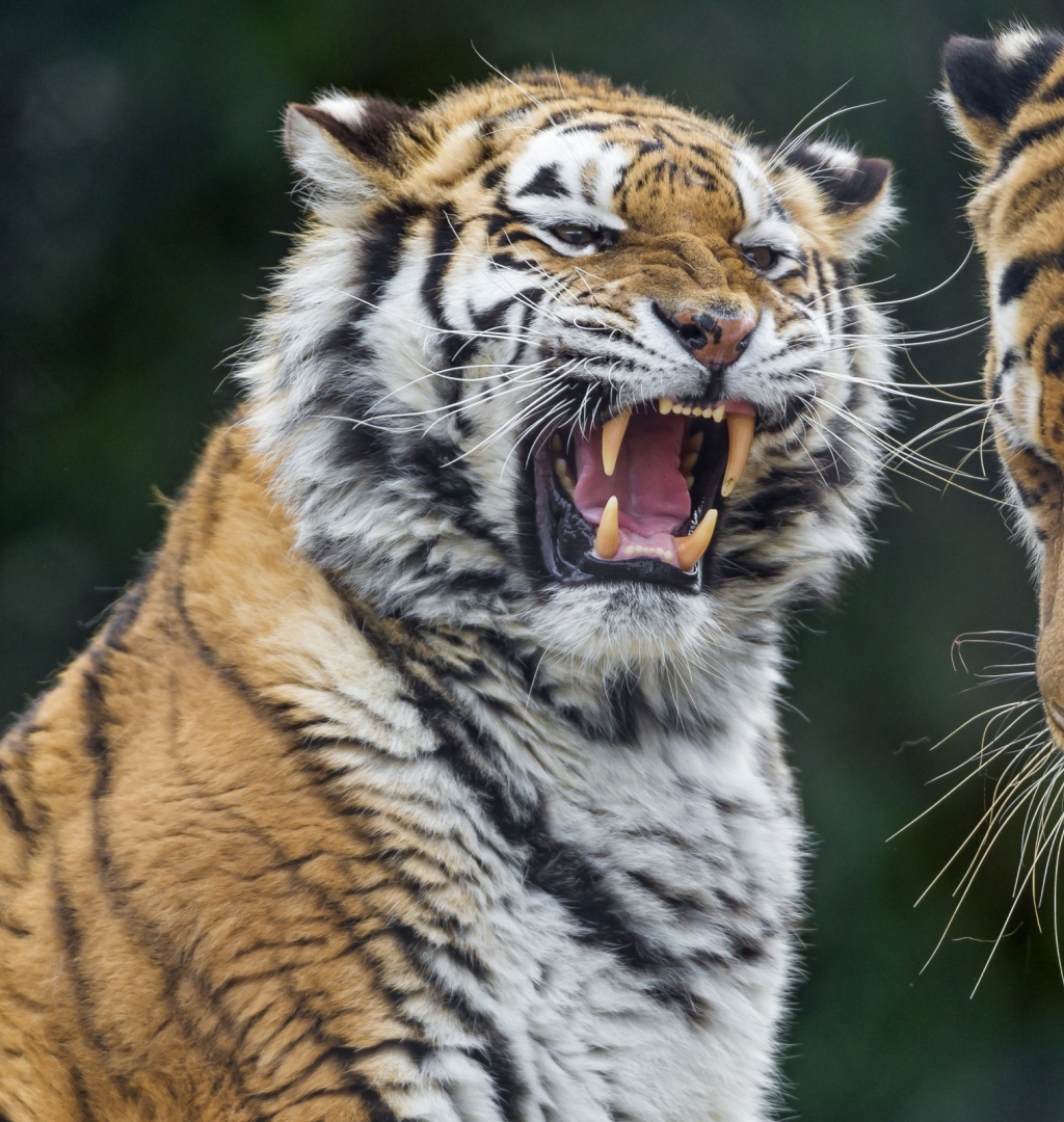 1024x1080 Resolution tigers, tiger, teeth 1024x1080 Resolution ...