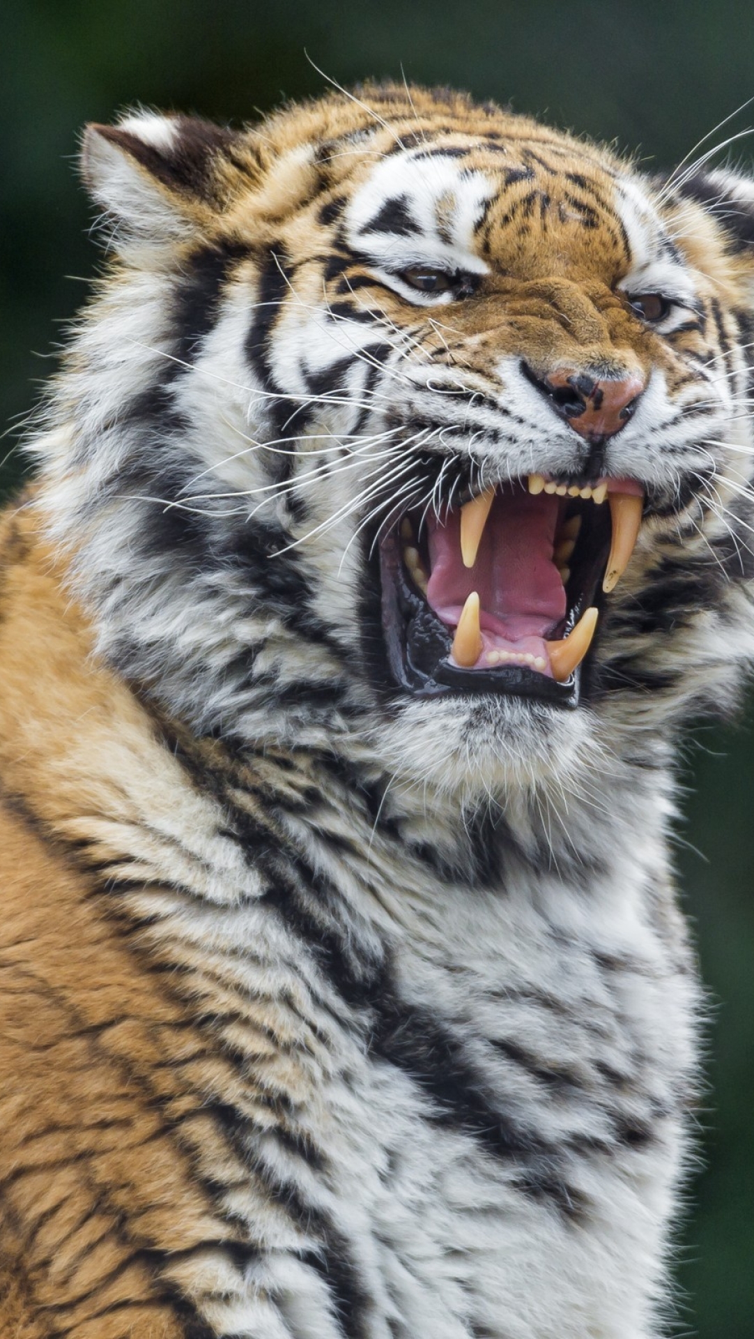 1082x1920 tigers, tiger, teeth 1082x1920 Resolution Wallpaper, HD ...