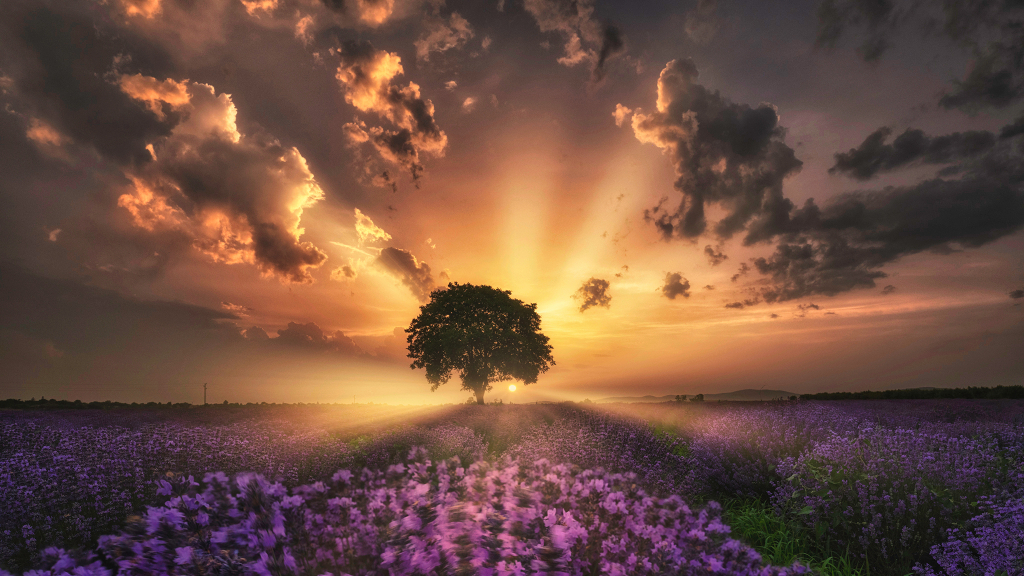 1024x576 Resolution Tree and Sunset Background 1024x576 Resolution ...