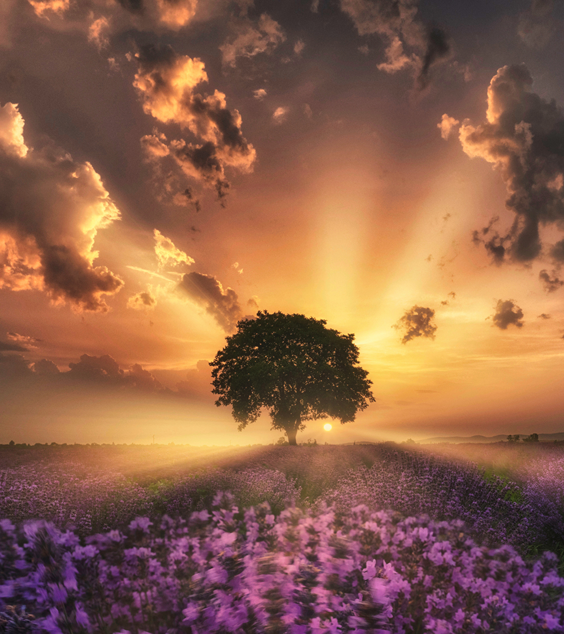1920x2160 Resolution Tree and Sunset Background 1920x2160 Resolution ...