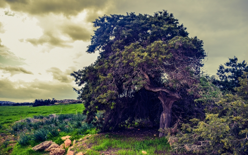 800x500 Resolution tree, field, grass 800x500 Resolution Wallpaper ...