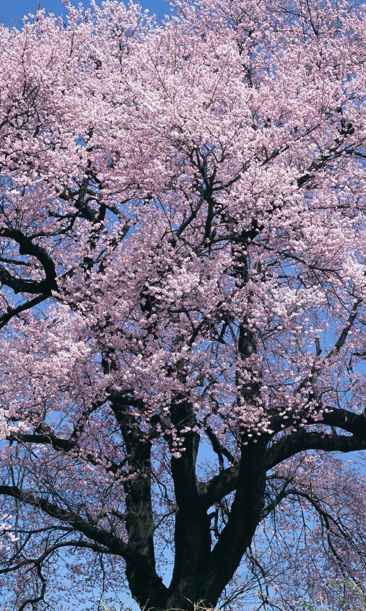 1200x2000 Resolution tree, flowers, sky 1200x2000 Resolution Wallpaper ...