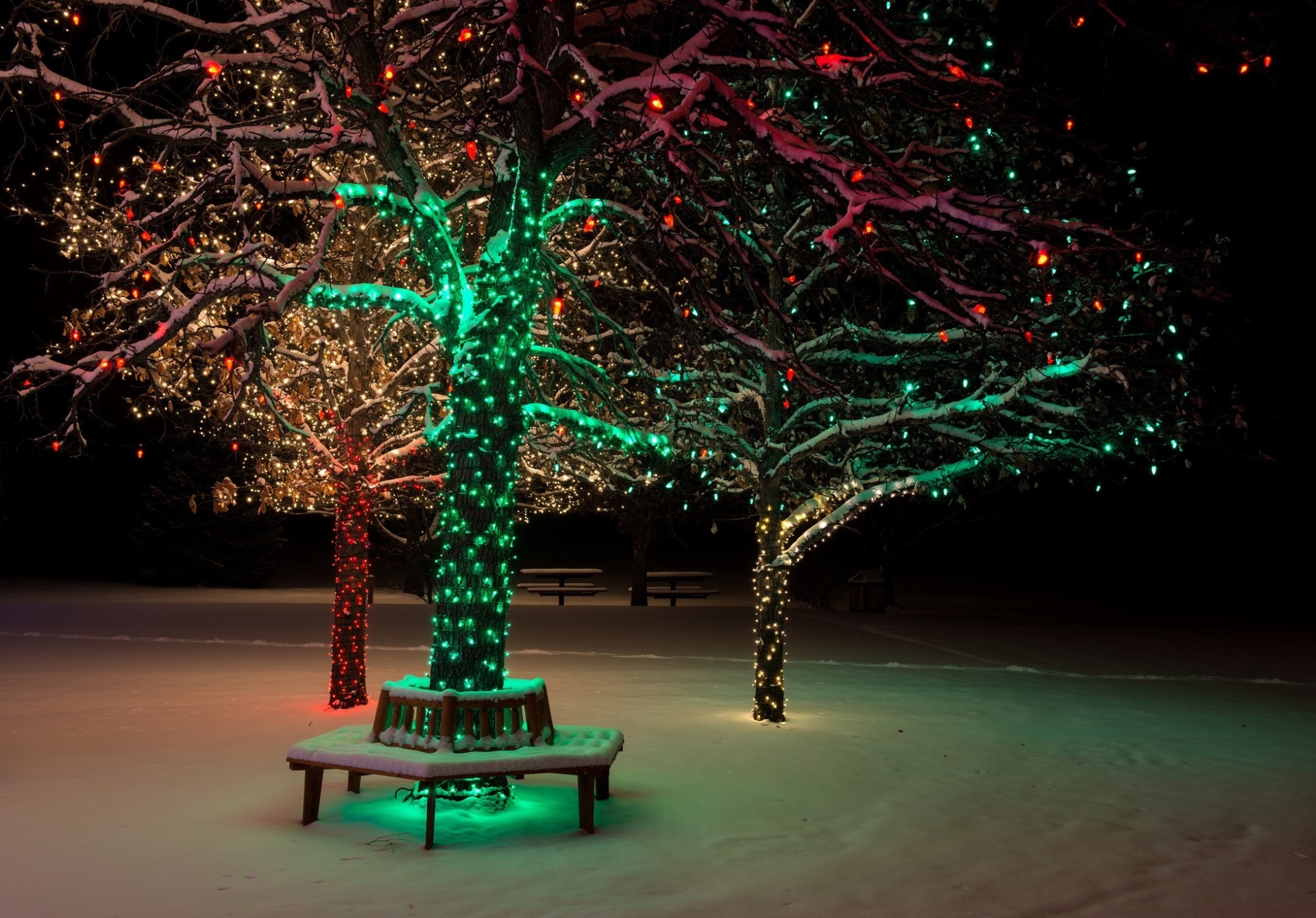 1920x1339 Resolution tree, lights, night 1920x1339 Resolution Wallpaper ...