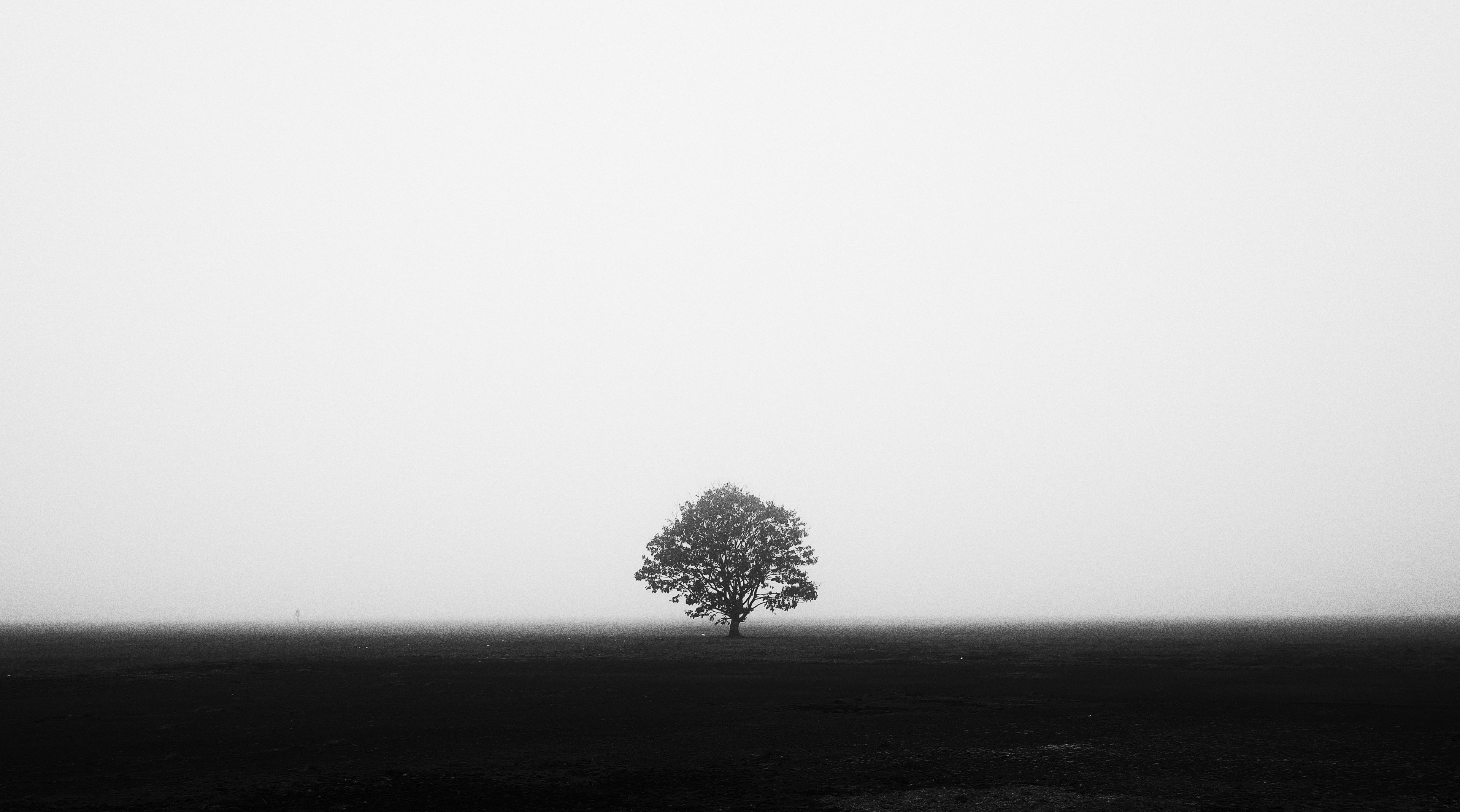 Tree Symmetry Monochrome Wallpaper, HD Macro 4K Wallpapers, Images ...