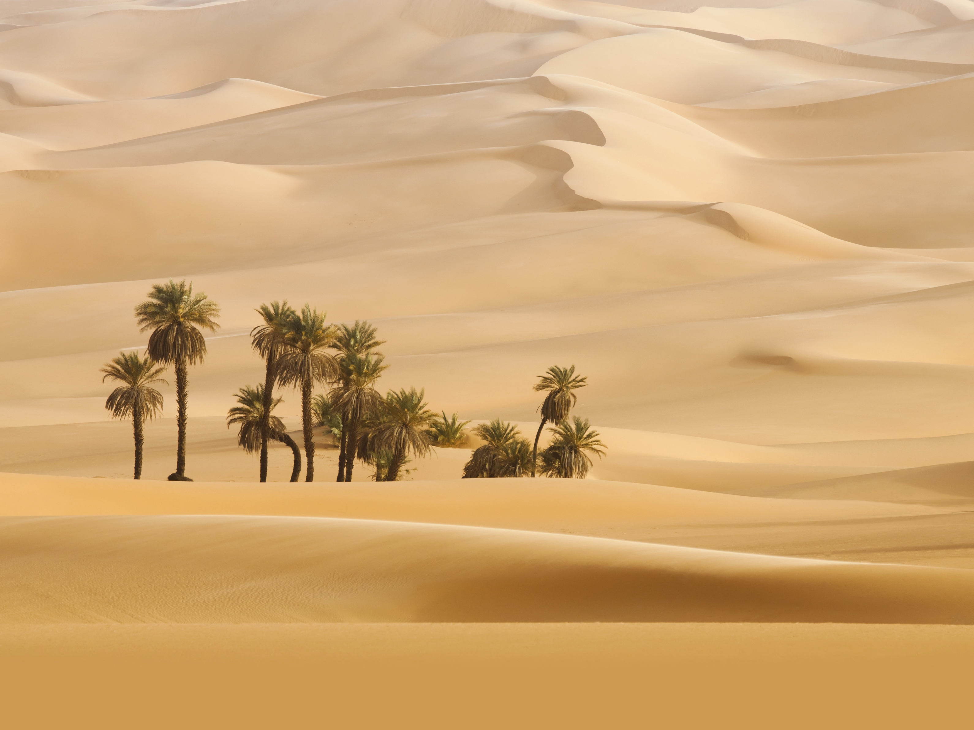 3180x2383 Resolution Trees In Desert Dune Photography 3180x2383 ...