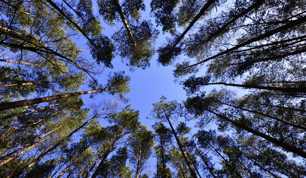 1200x700 Resolution trees, sky, view from below 1200x700 Resolution ...