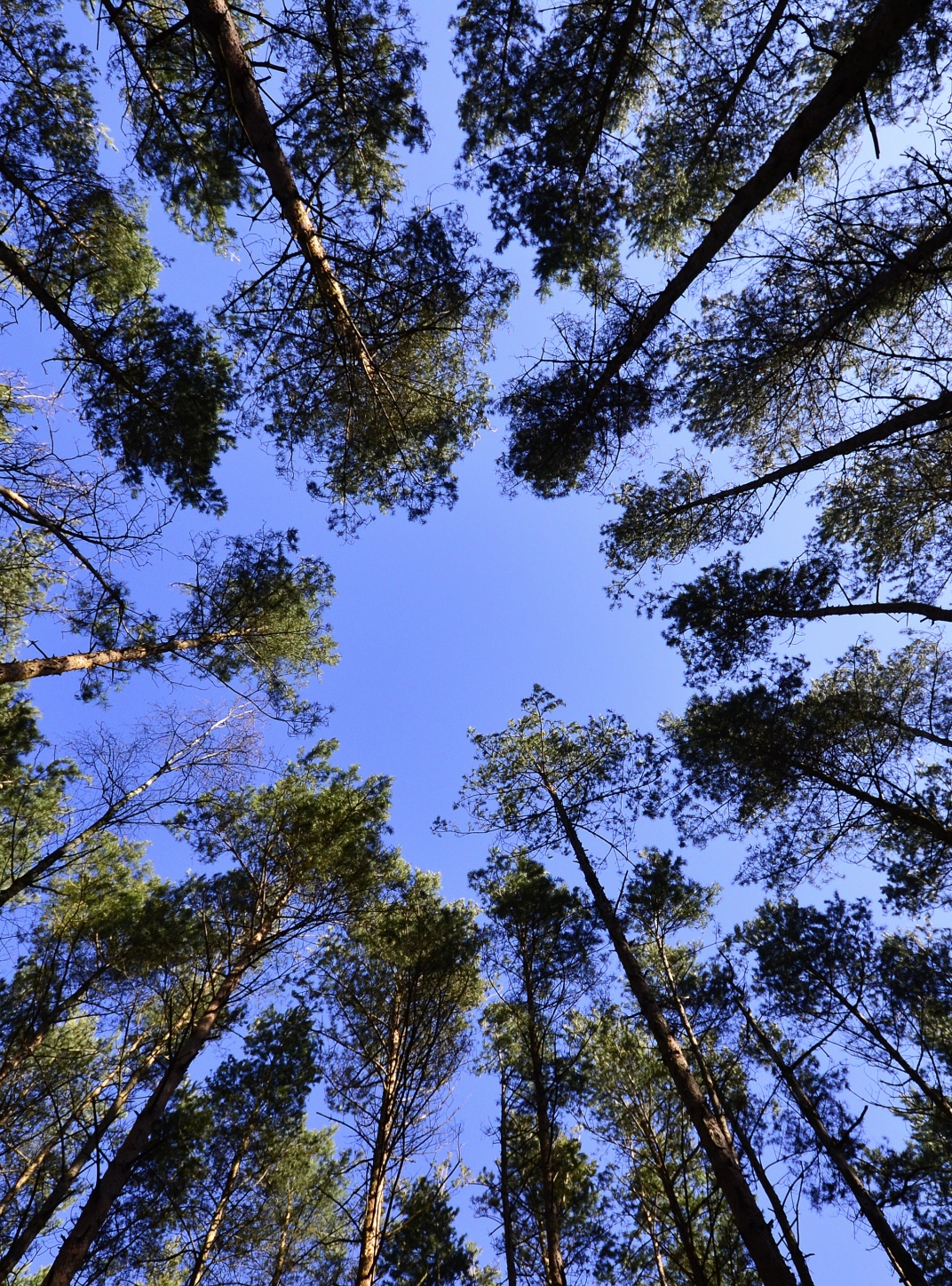 1072x1448 Resolution trees, sky, view from below 1072x1448 Resolution ...