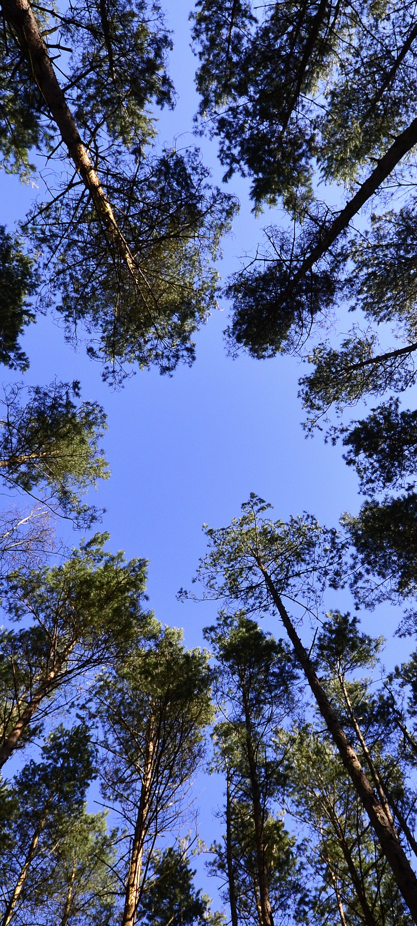 1728x3840 Resolution trees, sky, view from below 1728x3840 Resolution ...