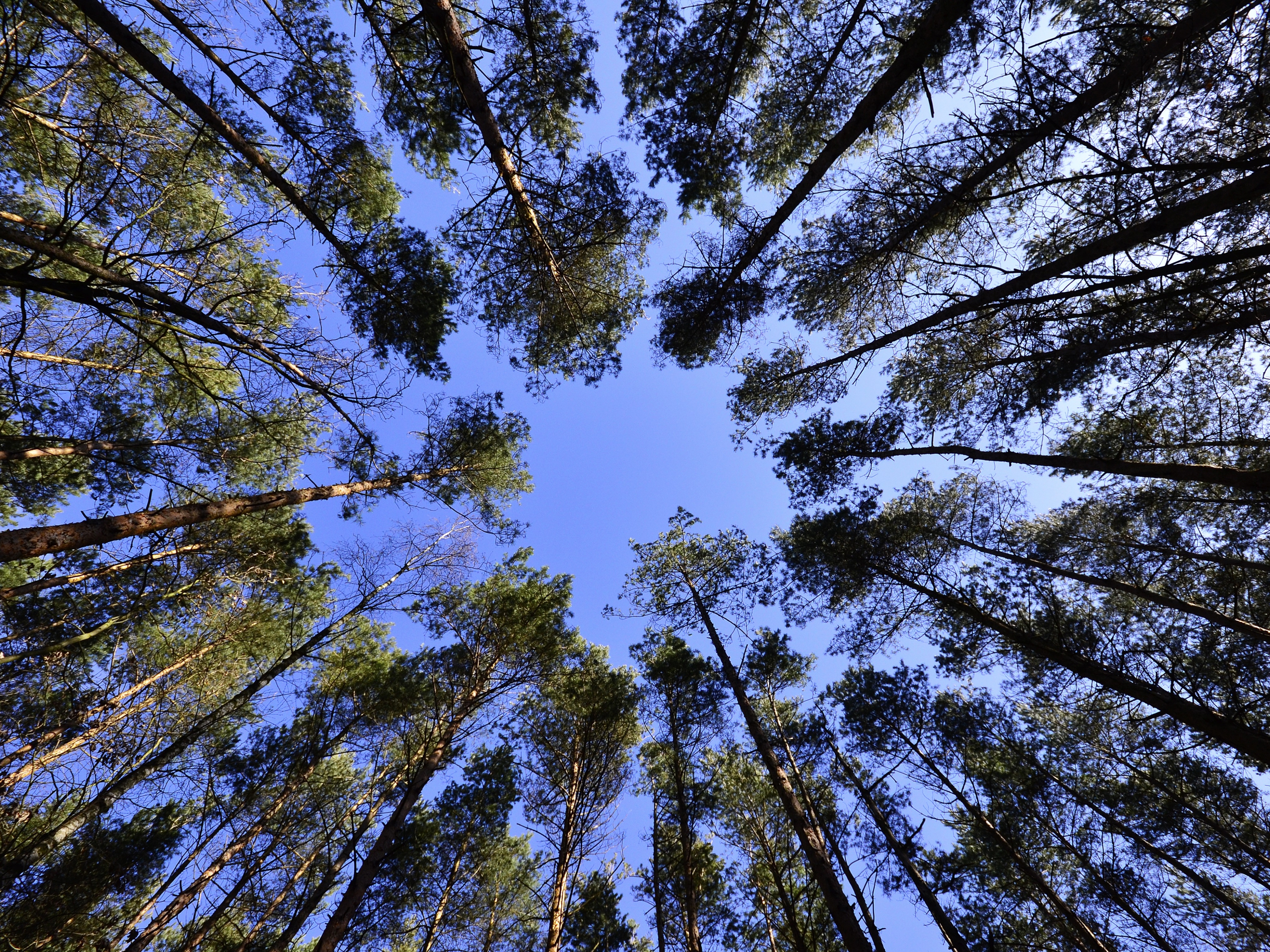 4000x3000 Resolution trees, sky, view from below 4000x3000 Resolution ...