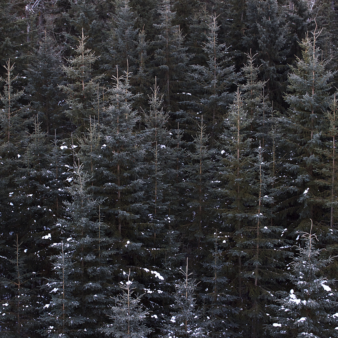 1440x1440 Resolution trees, top view, forest 1440x1440 Resolution ...