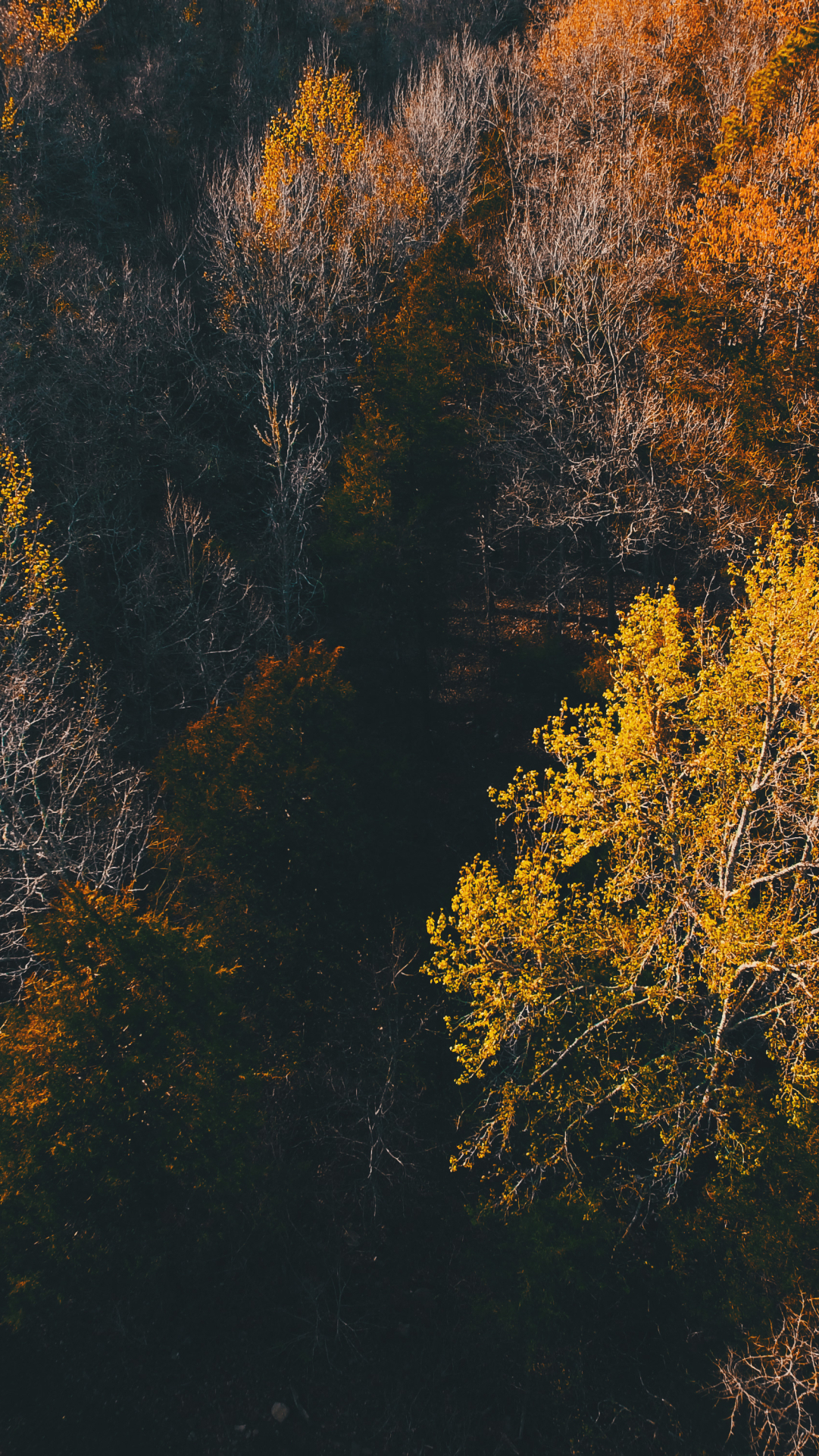1081x1920 Resolution trees, view from above, autumn 1081x1920 ...