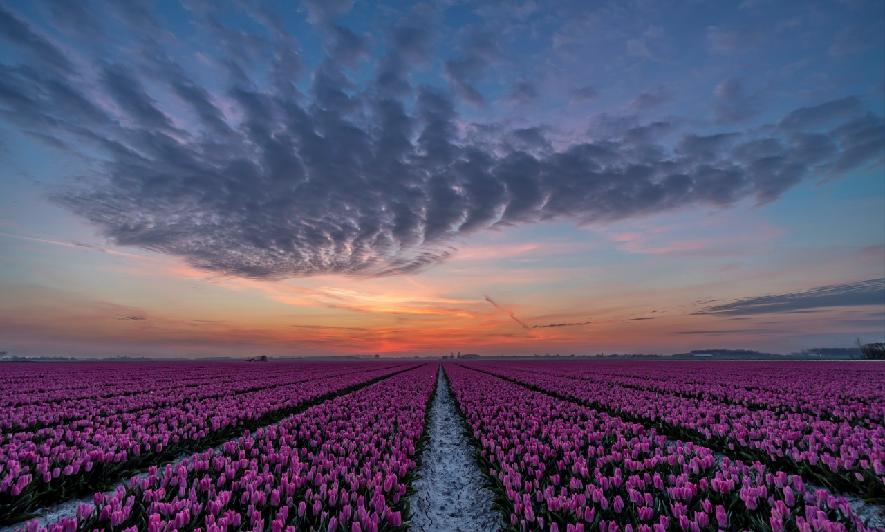 1280x769 Resolution Tulip Field 5K 1280x769 Resolution Wallpaper ...