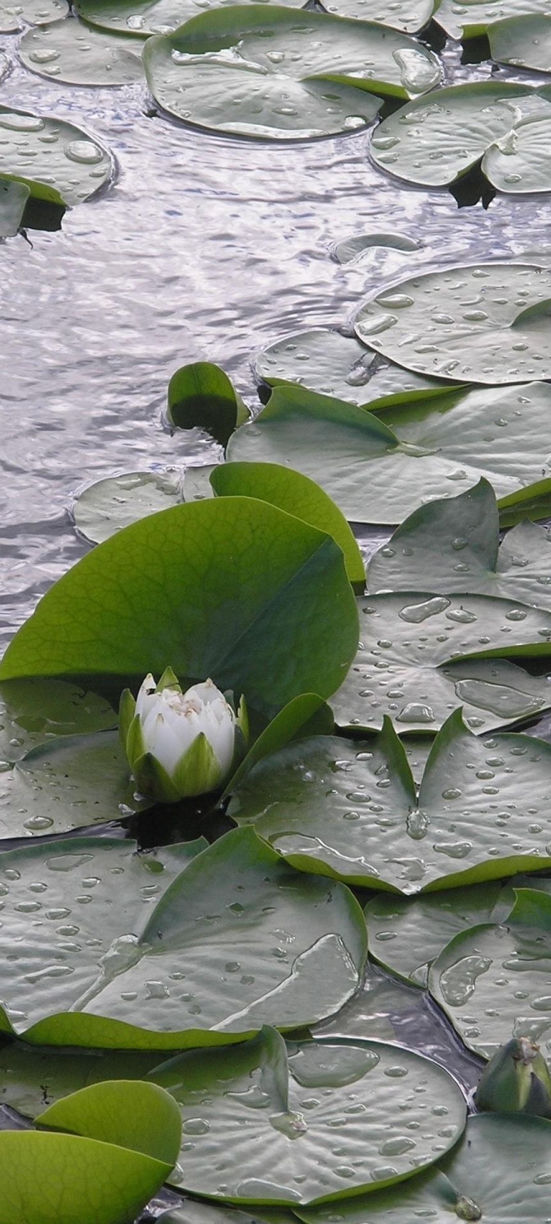 1080x2400 Resolution water-lily, leaves, pond 1080x2400 Resolution ...