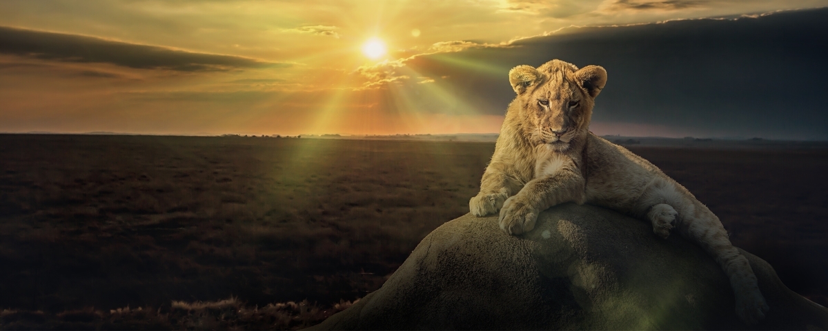 1200x480 Resolution White Lion 1200x480 Resolution Wallpaper ...