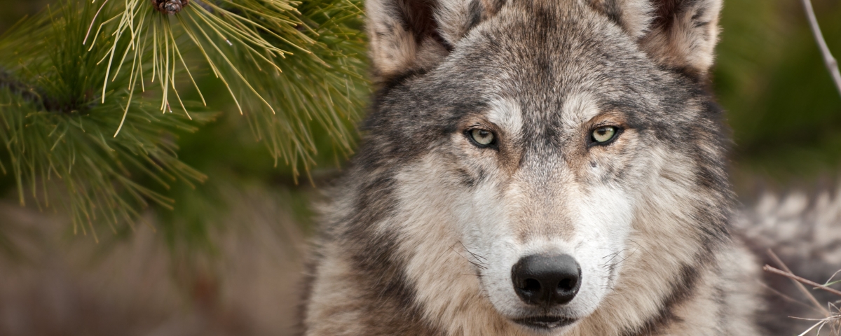 1200x480 Resolution wolf, muzzle, predator 1200x480 Resolution ...