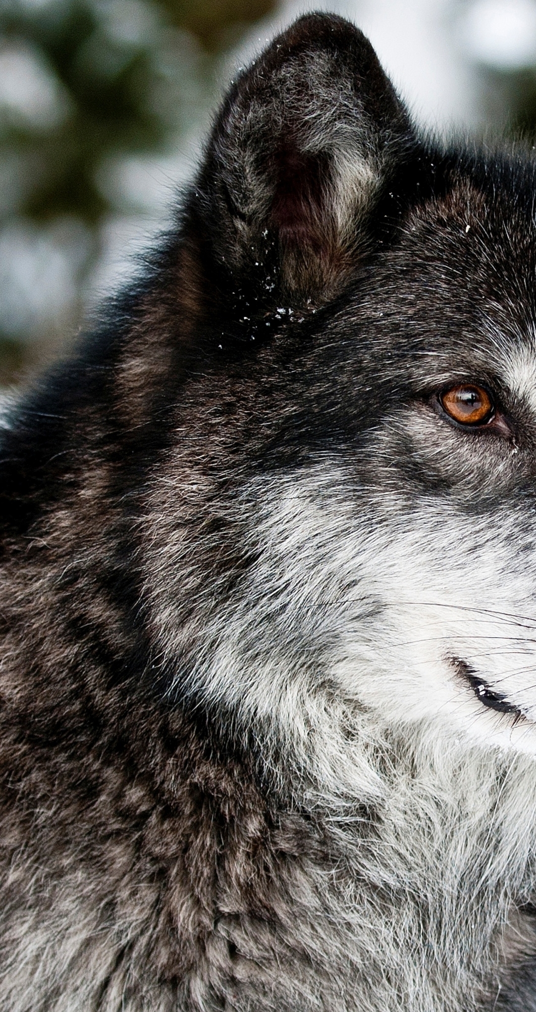 1082x2042 Resolution wolf, predator, face 1082x2042 Resolution ...
