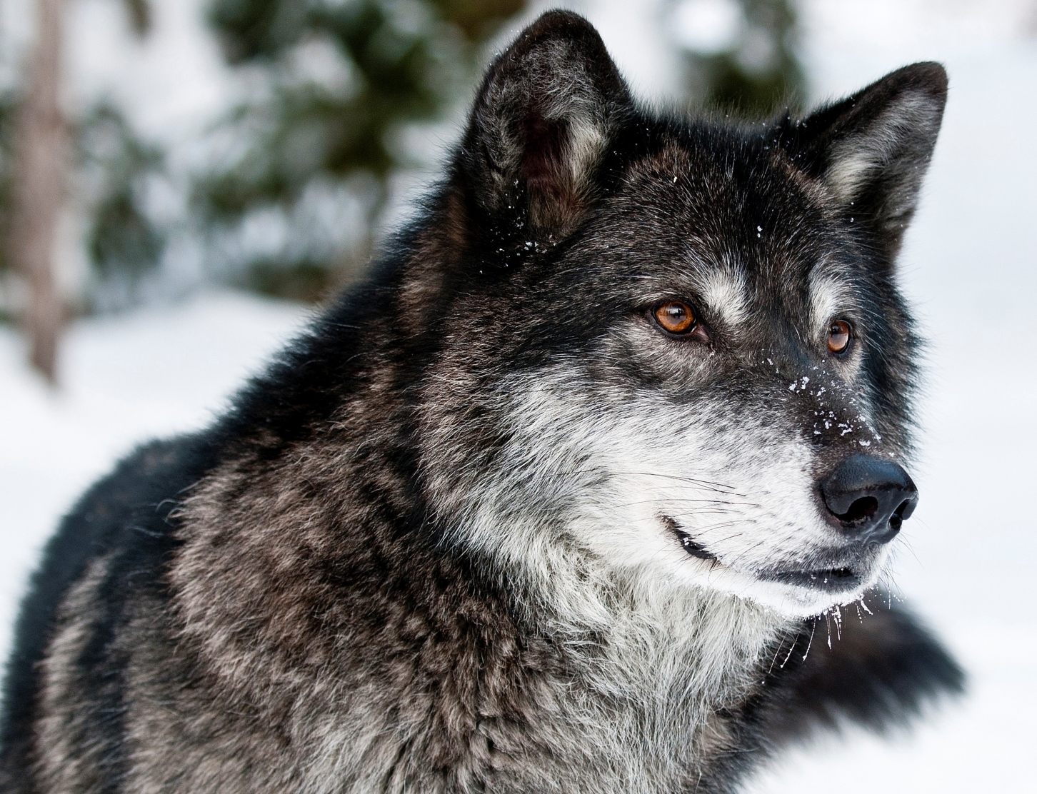 1452x1112 Resolution wolf, predator, face 1452x1112 Resolution ...