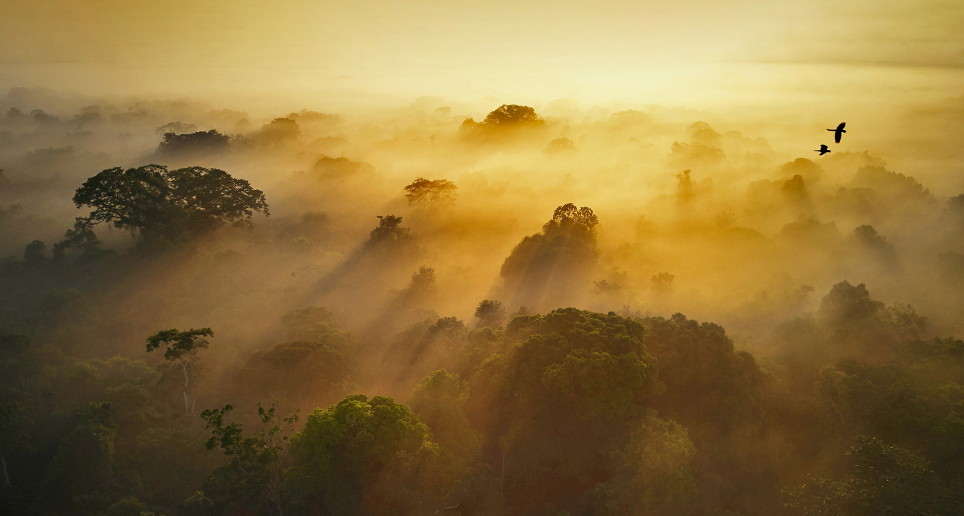 1400x750 Resolution Yasuní National Park in Amazonian Ecuador 1400x750 ...