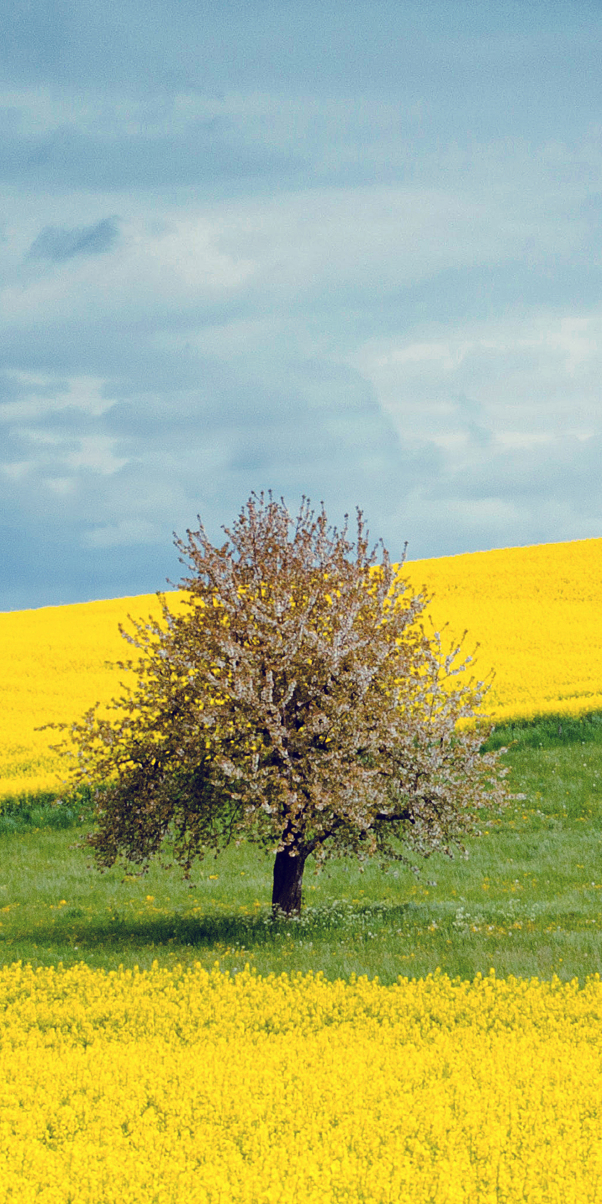1920x3840 Resolution Yellow Flower Field 1920x3840 Resolution ...