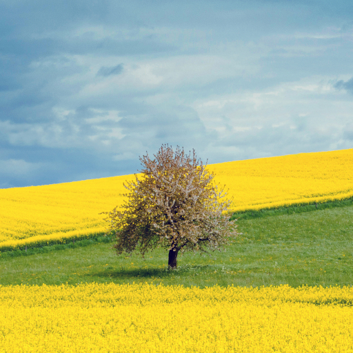 512x512 Yellow Flower Field 512x512 Resolution Background, HD Flowers ...