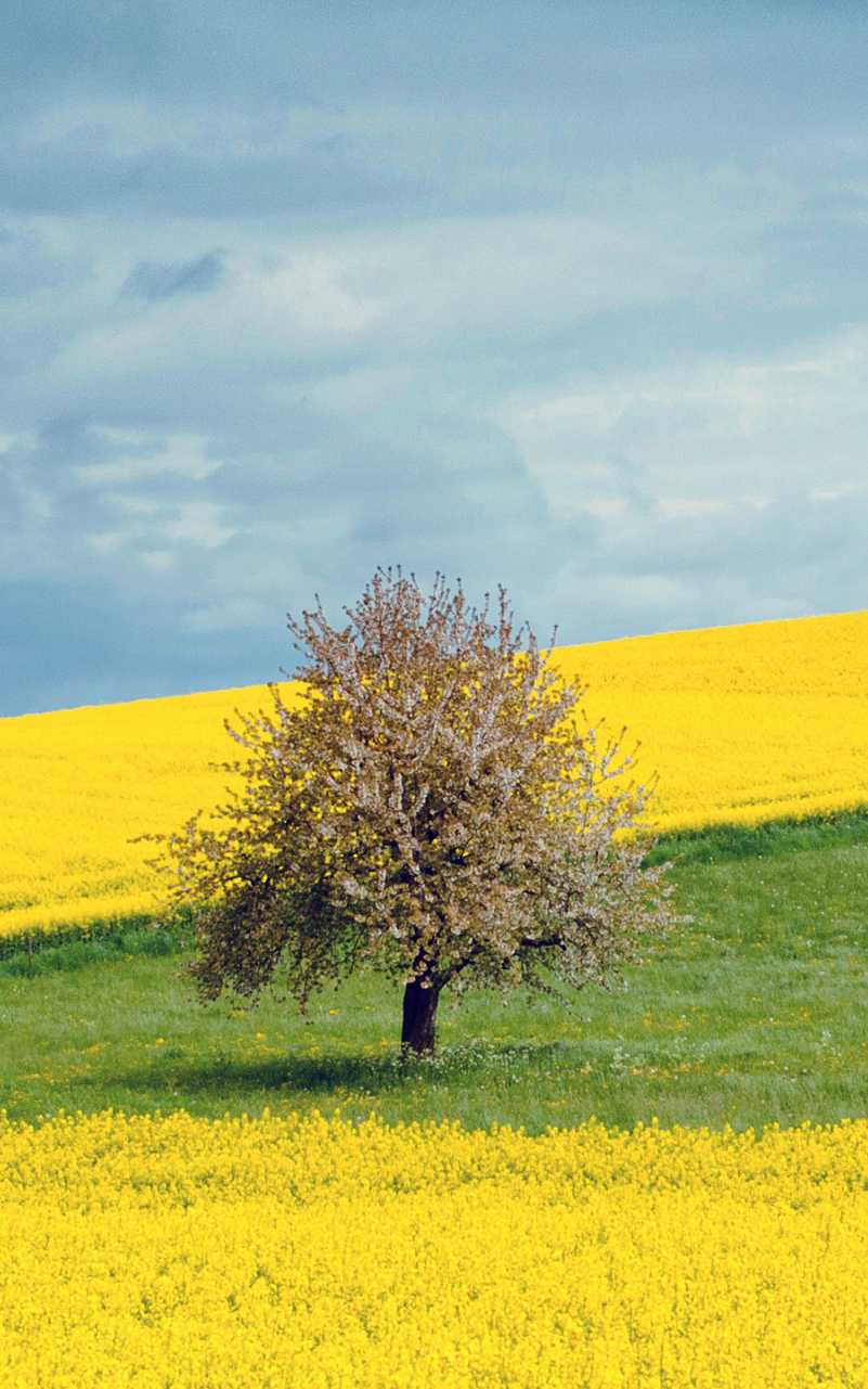801x1281 Resolution Yellow Flower Field 801x1281 Resolution Background ...
